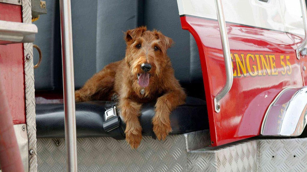 Firehouse Dog movie information