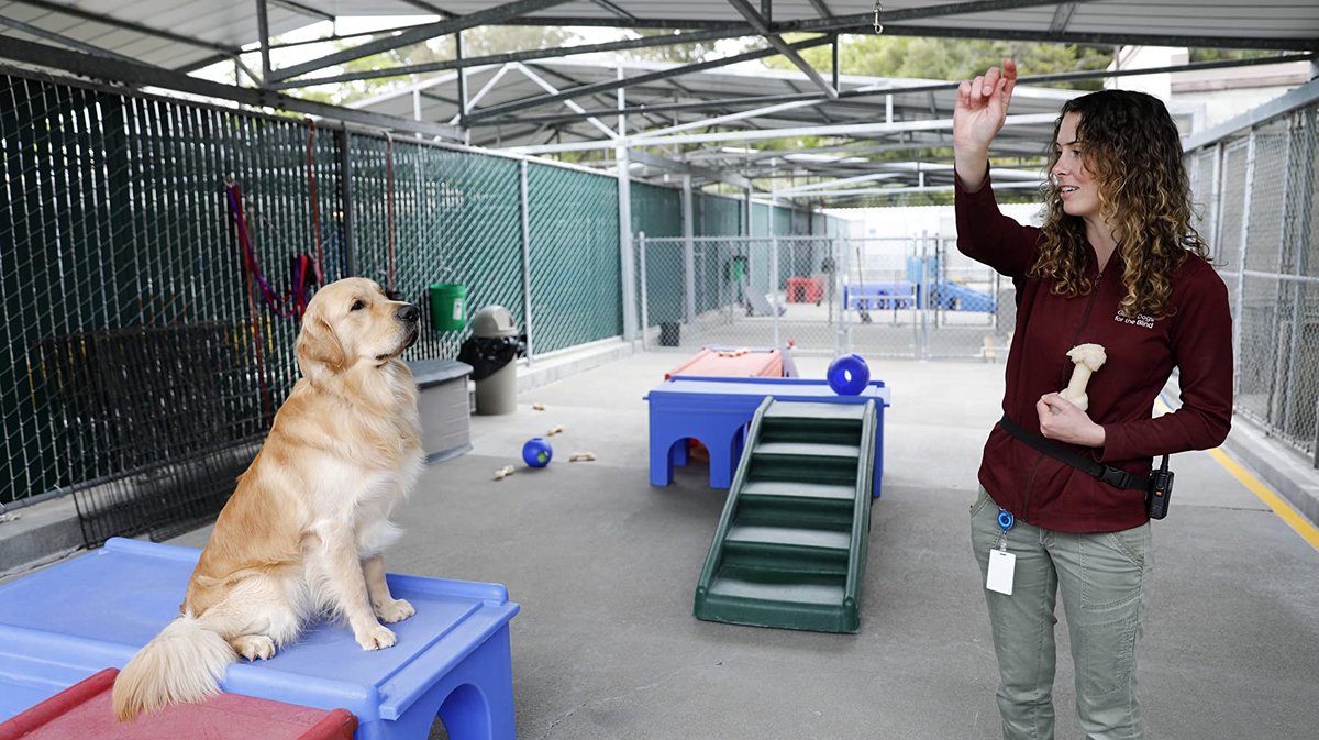 La télésérie Pick of the Litter