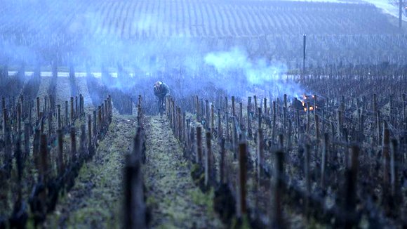 Sour Grapes (2016) by Reuben Atlas, Jerry Rothwell